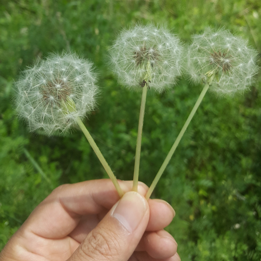 土狗没有爱情 