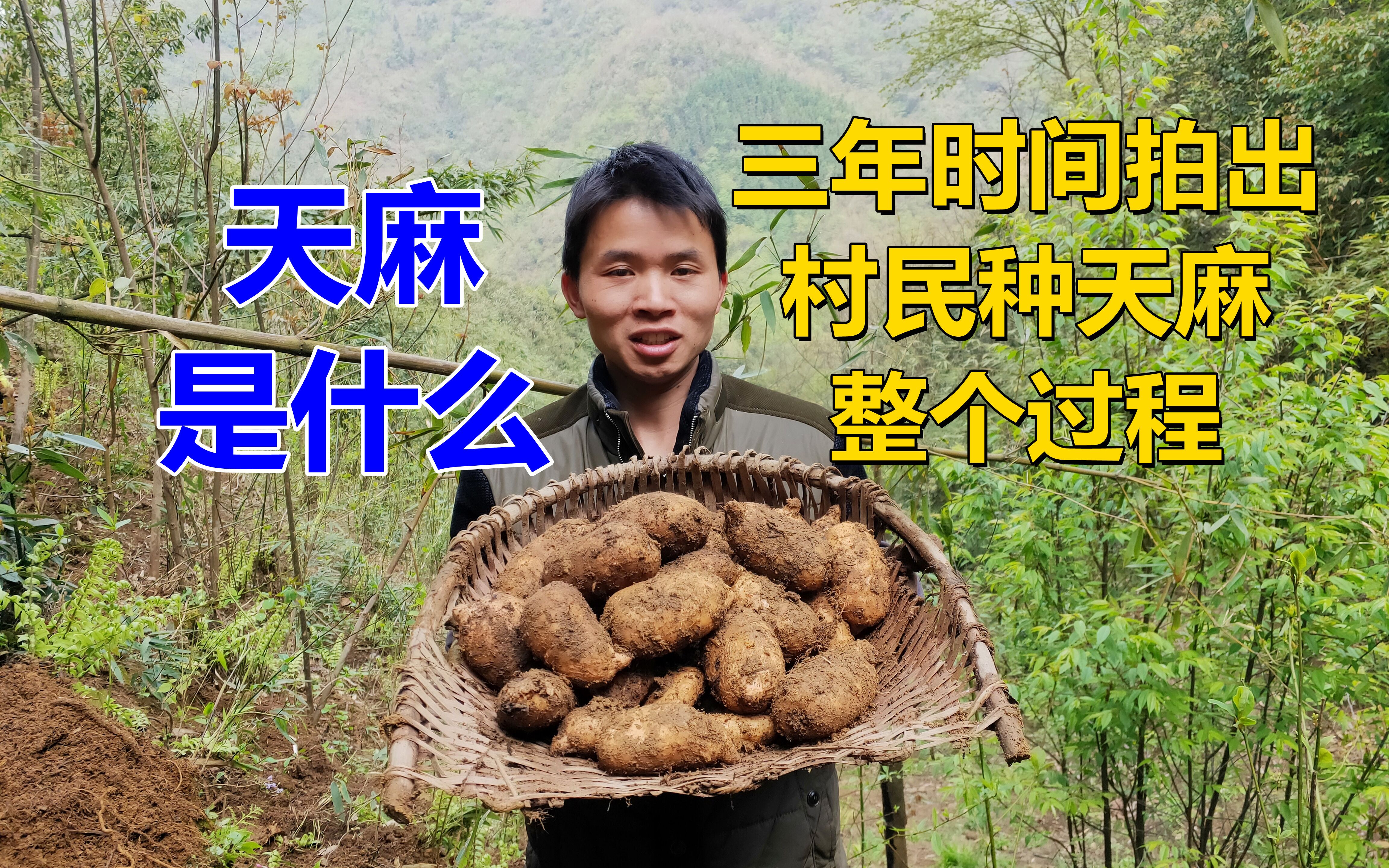 用三年时间才拍出村民种植天麻的整个过程。我一边和村民一起种天麻...
