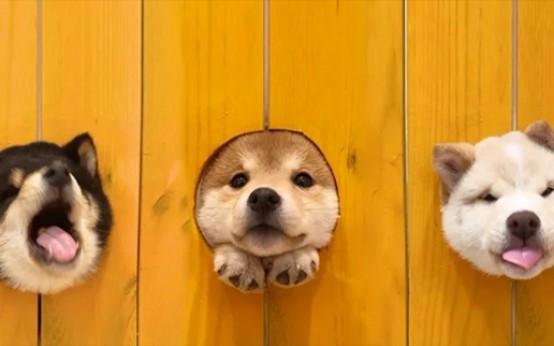 离岸公司、一般贸易和跨境贸易的区别