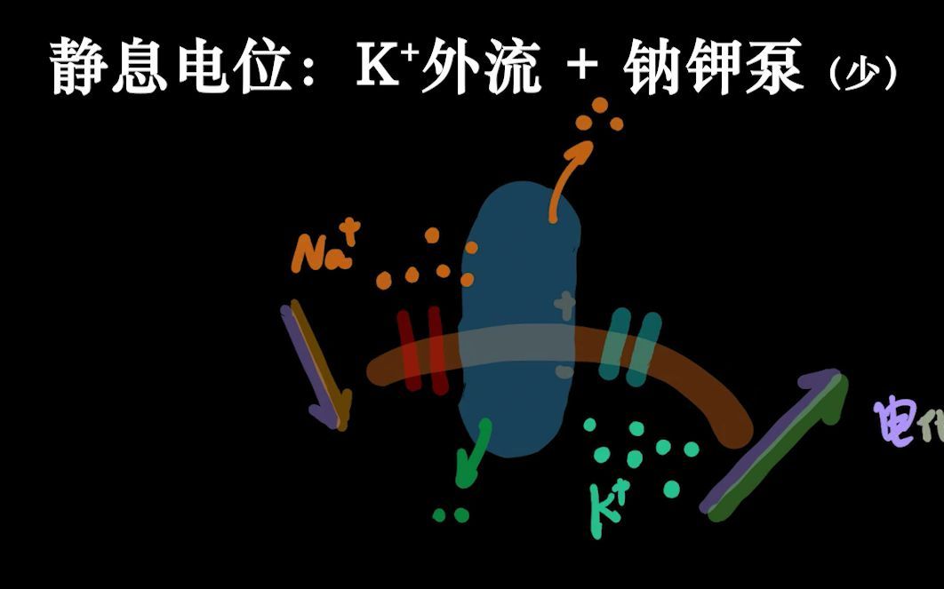 【生理三分钟】膜电位之静息电位:为什么会出现内正外负?什么是电...