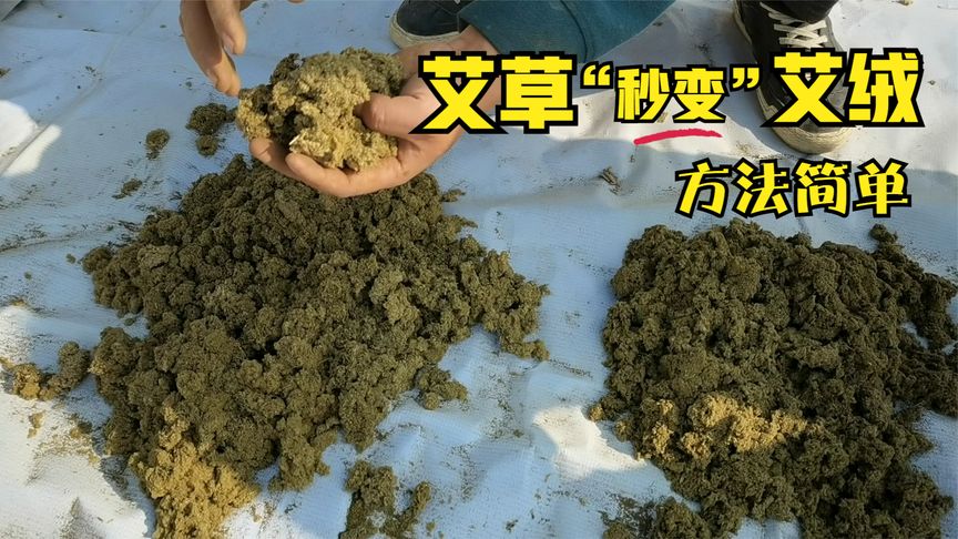 农村艾叶用处多,这台粉碎机艾草秒变艾绒,养生加工艾条很方便