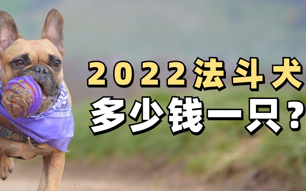 2022法斗多少钱一只?