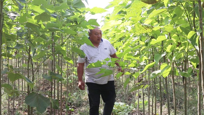 未来种植绿化树的前景如何?哪些苗树经济效益高?你留意到了吗