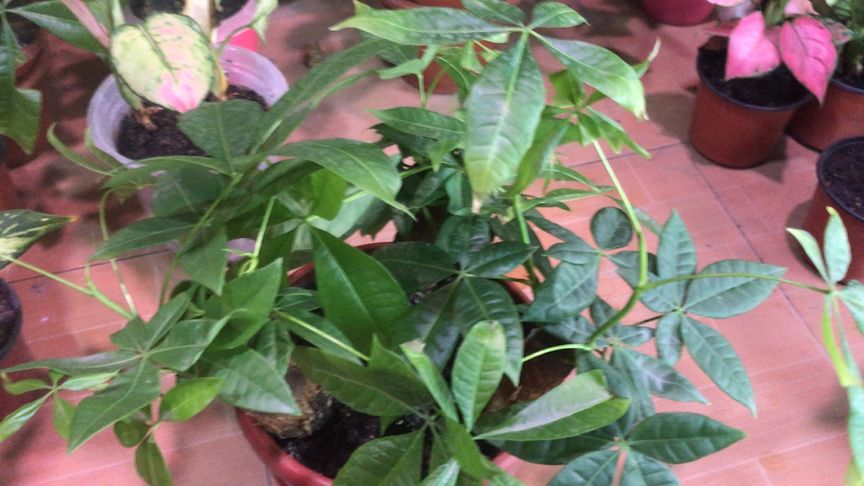 免浇水无土栽培花卉 三杆发财树 懒人环保省事成活率高 45元/盆