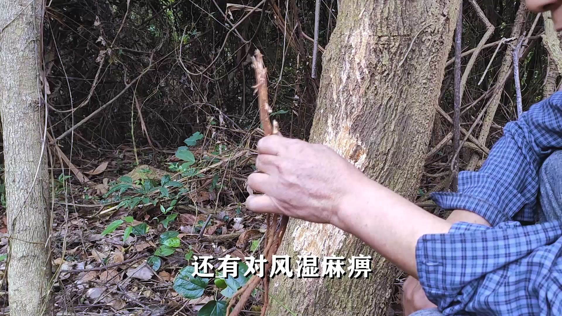 田耕地上:樟树不仅是樟脑的原材料,樟树根的用处也不小
