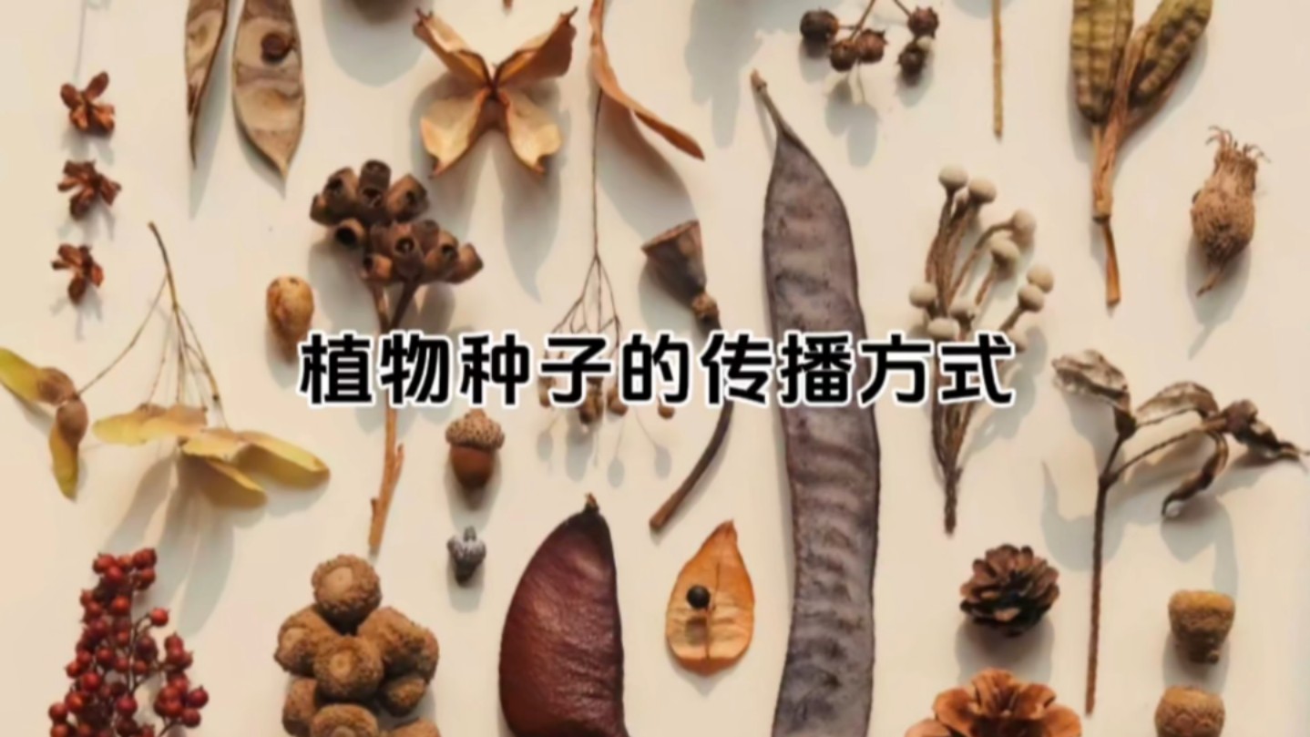 植物种子的传播方式