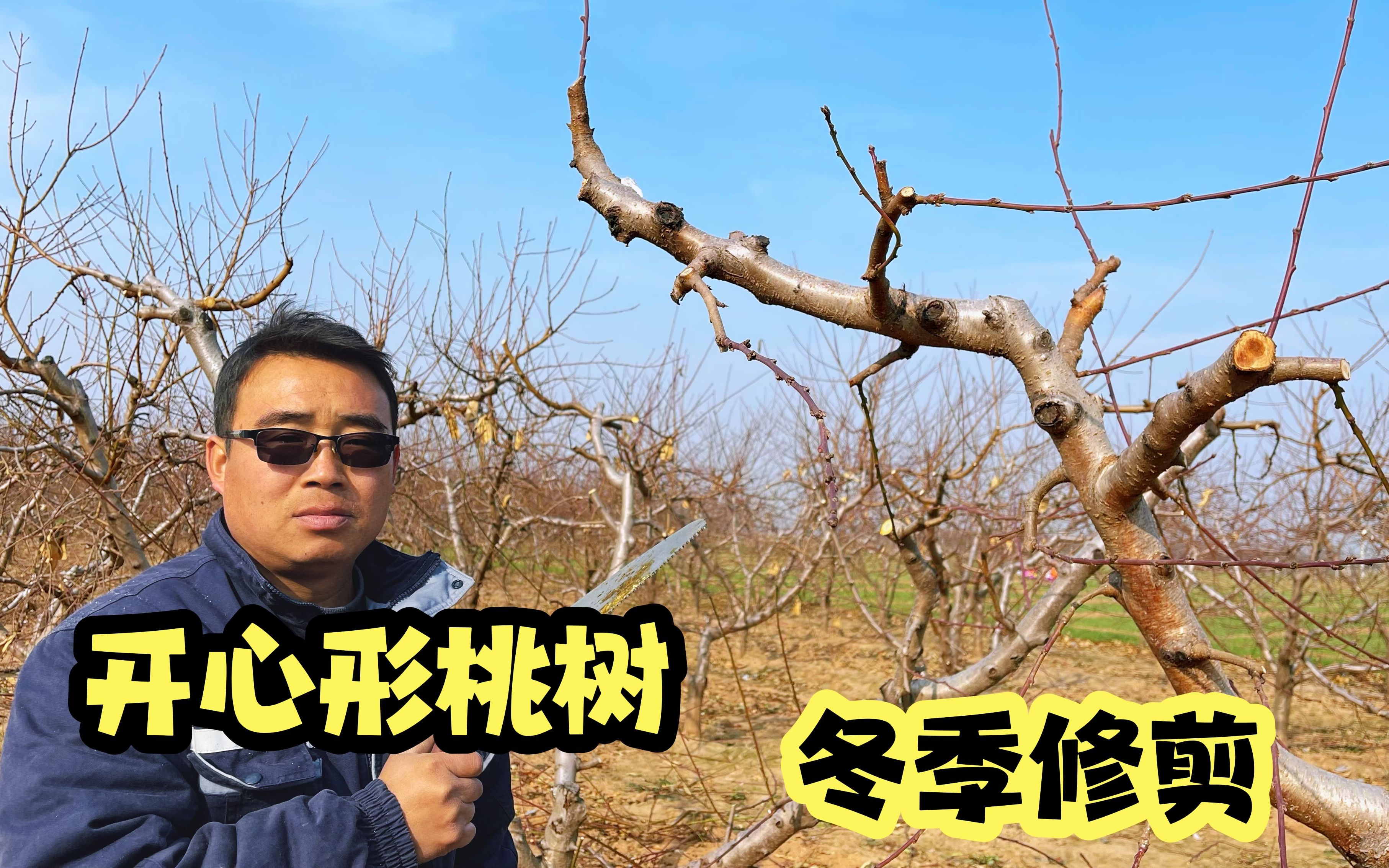 开心形桃树,修剪完留100个结果枝,来看看怎么修剪的