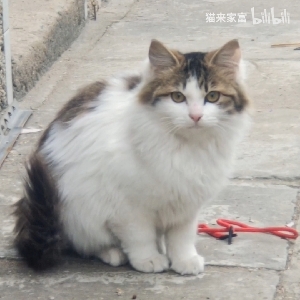 猫来家富 