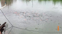 水面不足4亩的鱼塘,一年轻松获利30000,想换规模养殖,能行吗