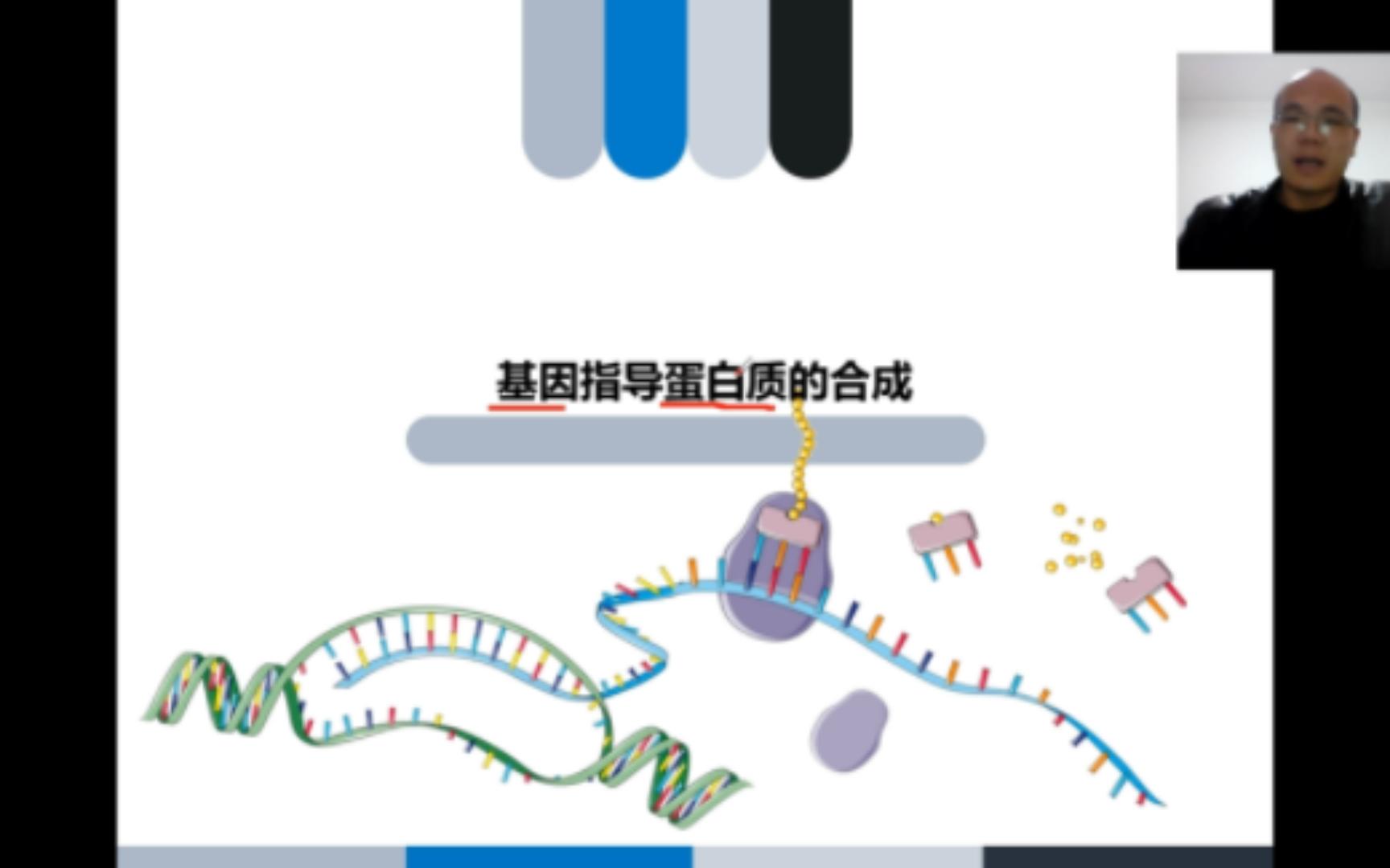 必修2第四章第1节基因的表达