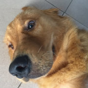 啊比歌 