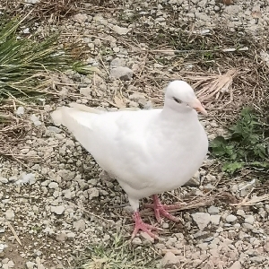 摁弄 