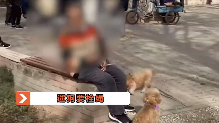 北京宠物狗未牵绳咬人,狗主人理直气壮:咋不咬别人就咬你