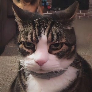 老夏的沙雕视频 