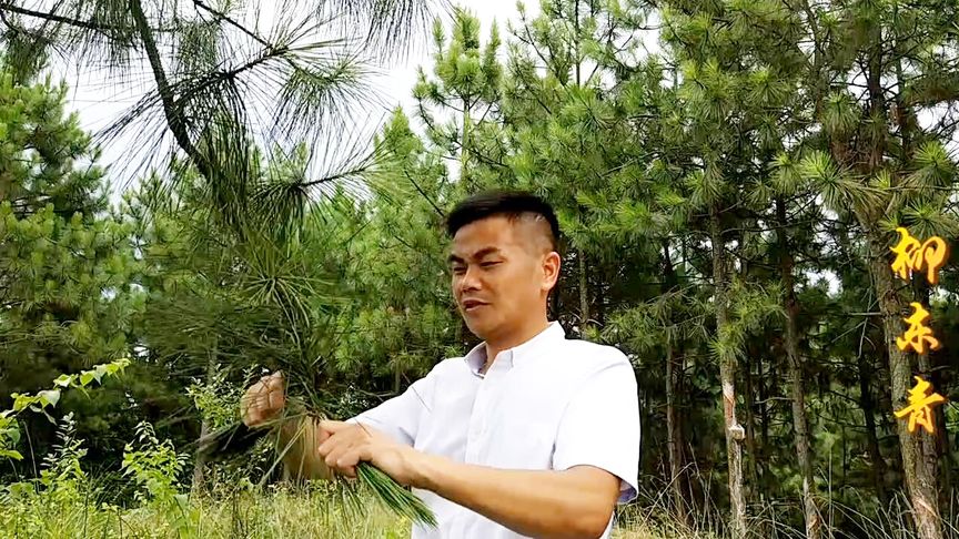 松树松针是个宝,农村却把它当柴火烧,祛风活血药用价值高