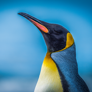 其乐融融多米尼克5S6K 