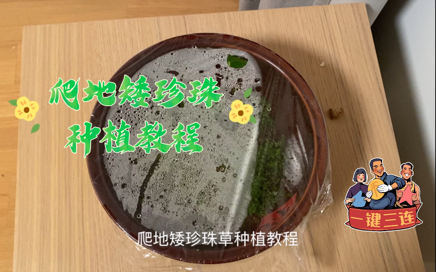 日本爬地矮珍珠种植教程