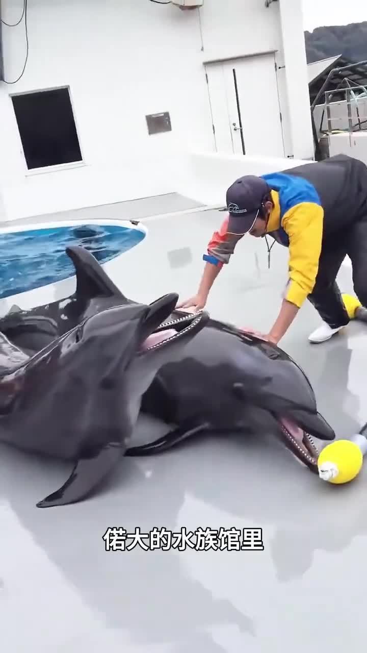 饲养员推海豚下水,海豚竟“闹脾气”不愿走!