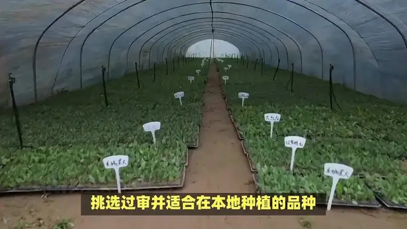 如何挑选桑树种子,应选购通过审定、包装规范、个体饱满的种子