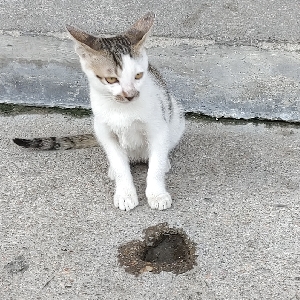 正在努力的ray 
