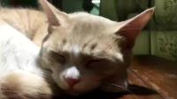 猫咪想睡觉, 主人却一直打扰它