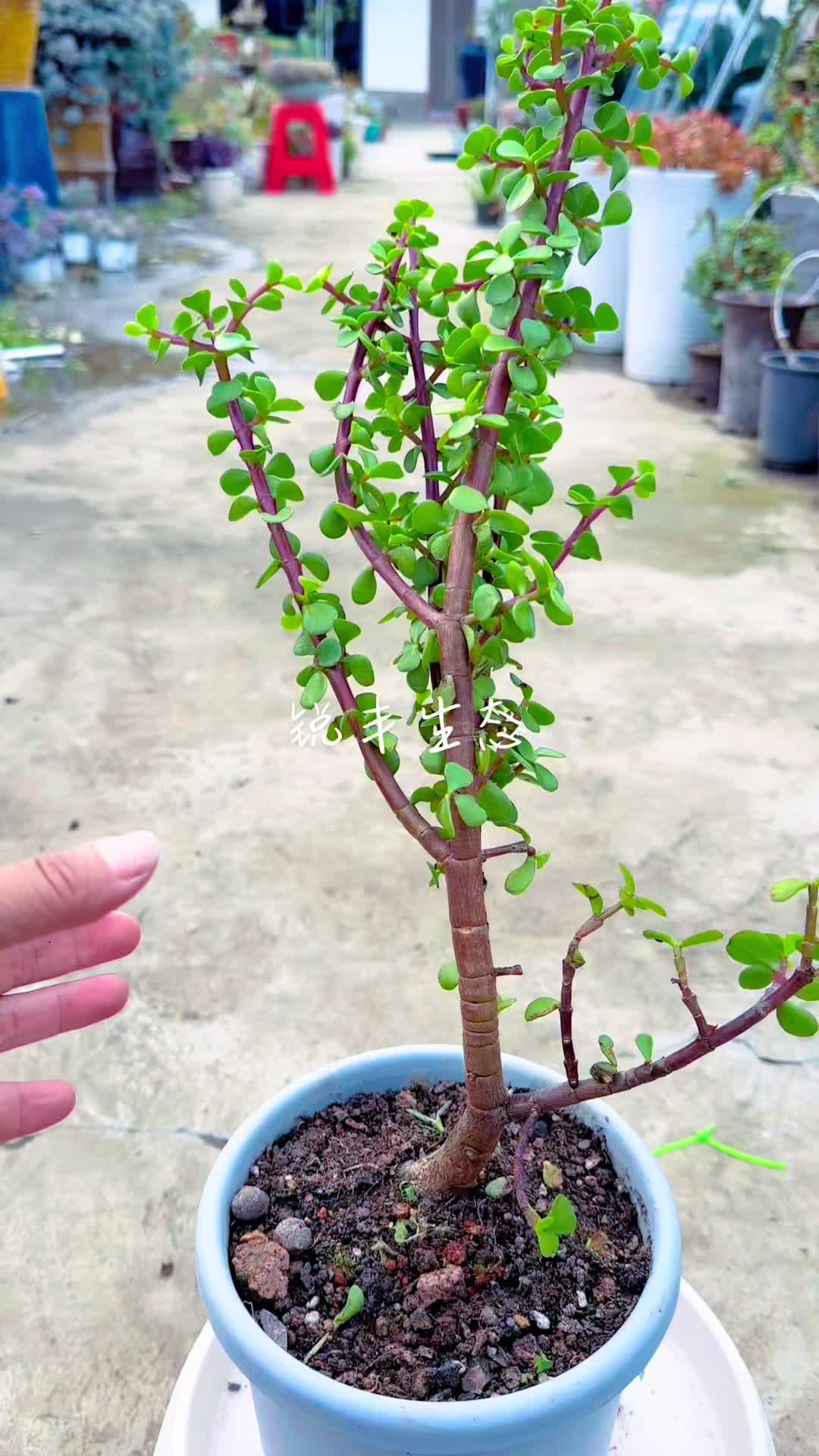 迎客松造型后期多修剪,勤施肥就会很美。#金枝玉叶造型 #家庭养花 #...