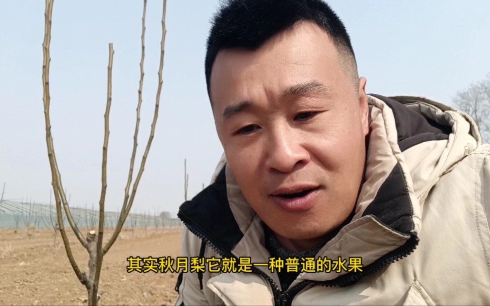 秋月梨的功效和作用,吃秋月梨有什么好处