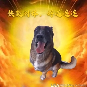 沐光之苘 