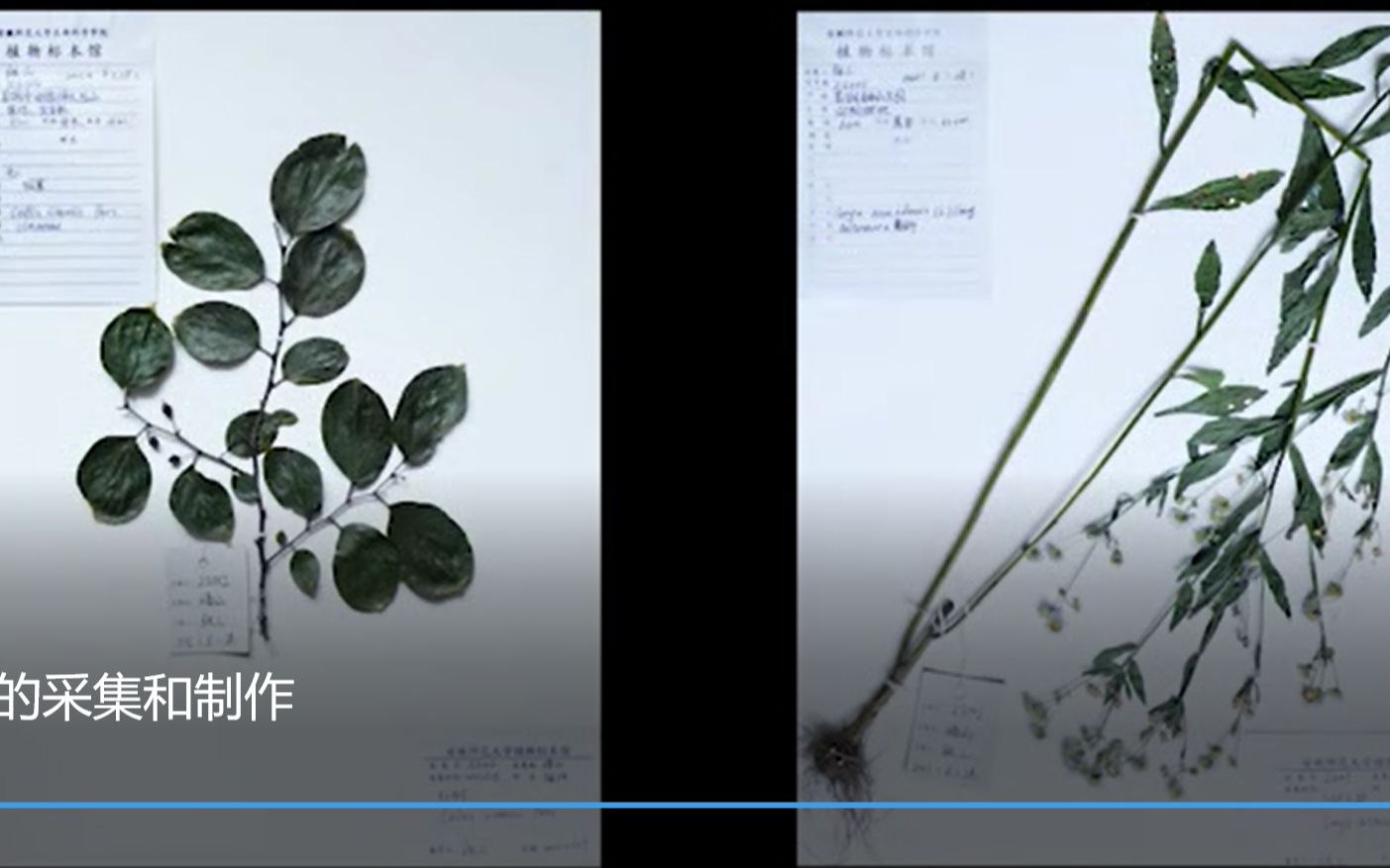 植物标本的采集和制作
