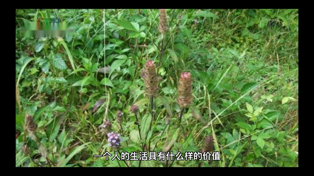 人生的价值