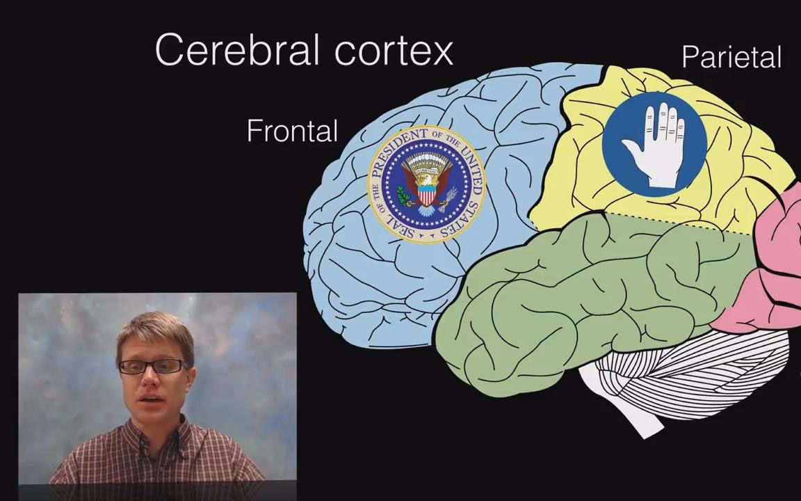 【大脑】大脑的十七个功能分区和结构,你知道几个?脑干、小脑、丘脑...