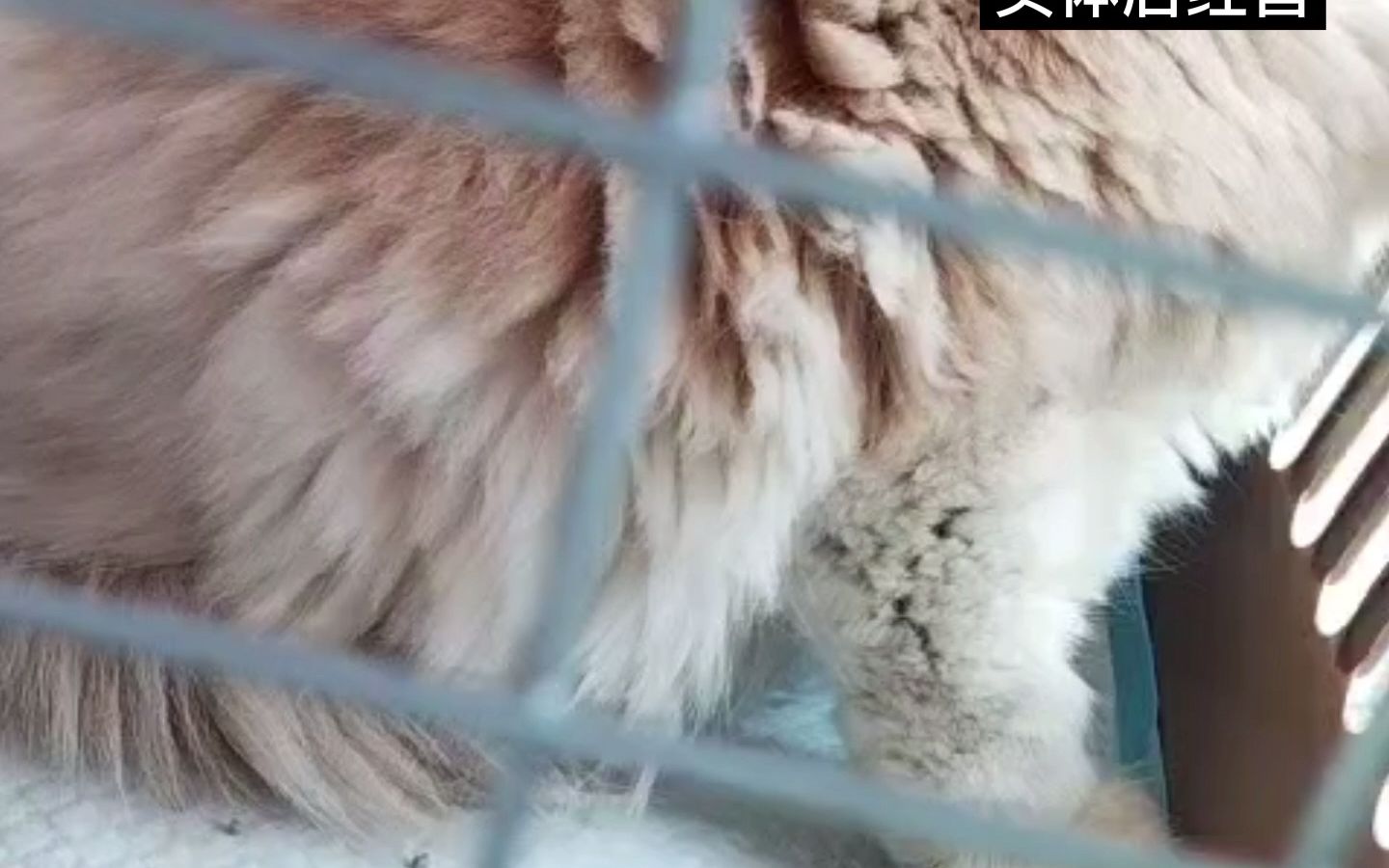 宠物物流托运价格表到海南