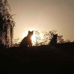 胡萝卜一小学资料 