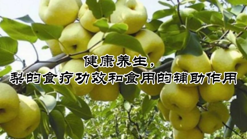 健康养生,梨的食疗功效和食用的辅助作用。