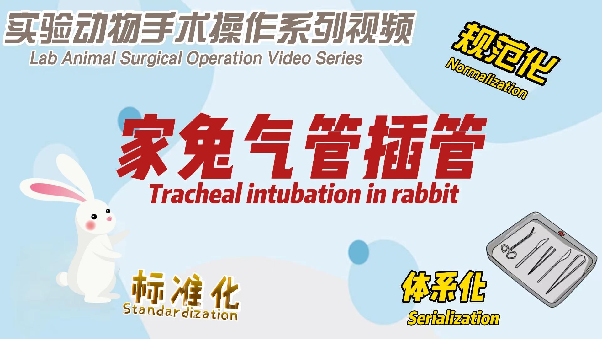 实验动物手术操作系列视频2:家兔气管插管(中英双语版)