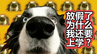边牧的语言模仿能力超强!嘤嘤怪上线啦～