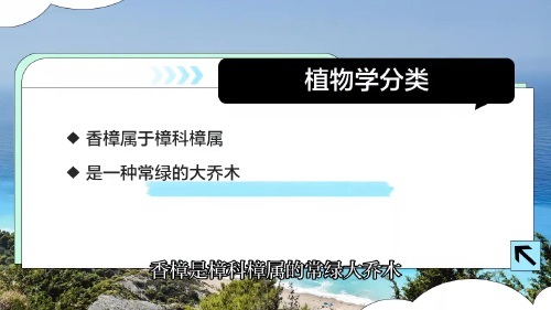 3806. 香樟树属于乔木还是灌木