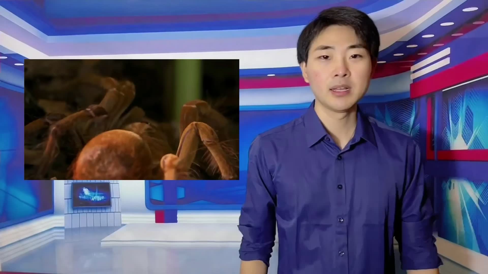 世界上最大的蜘蛛捕猎老鼠