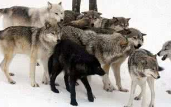 【纪录片/灾难】猎人猎物(共23集/中文字幕)