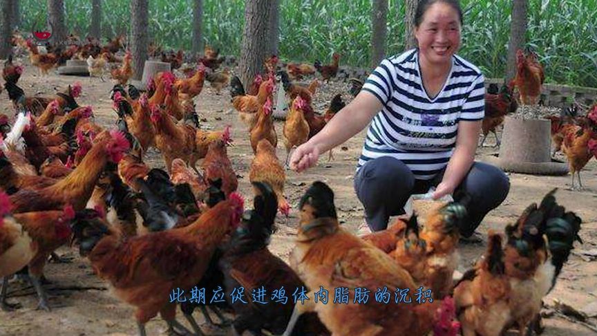 林地养鸡日常介绍,饲养管理要注意的三点,你知道了吗?