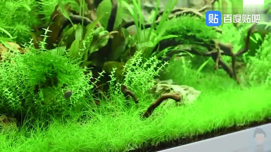 原来德国水草鱼缸造景是这样的,1米缸开缸全程记录,真漂亮