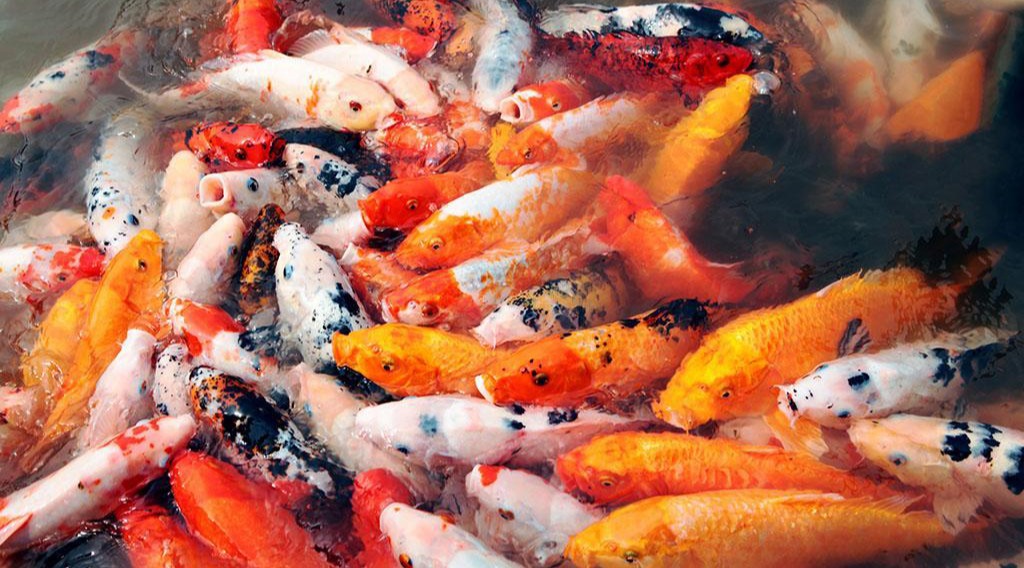 如何让长期不还钱的老赖还钱!法院教你50元搞定!