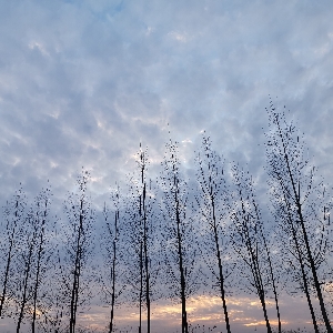热锅上的鱼 