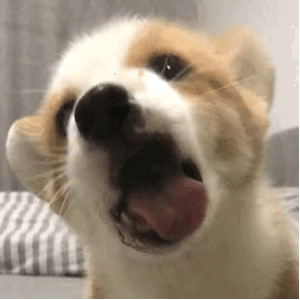 honeyhoneyShi 