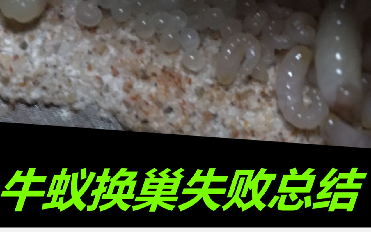 牛蚁换巢失败U总结