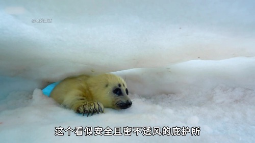您的氧气已送达,请小海豹查收!