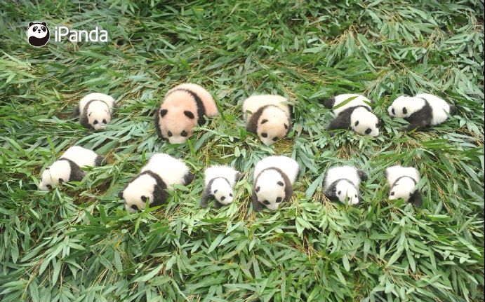 中国大熊猫保护研究中心 2017年大熊猫繁育日记