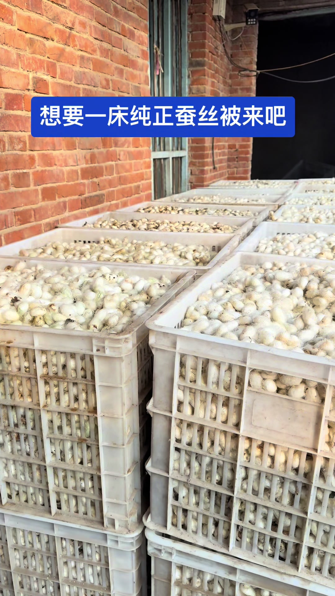 #蚕丝#蚕丝被 想要一床纯正桑蚕丝被的来吧,蚕茧变蚕丝