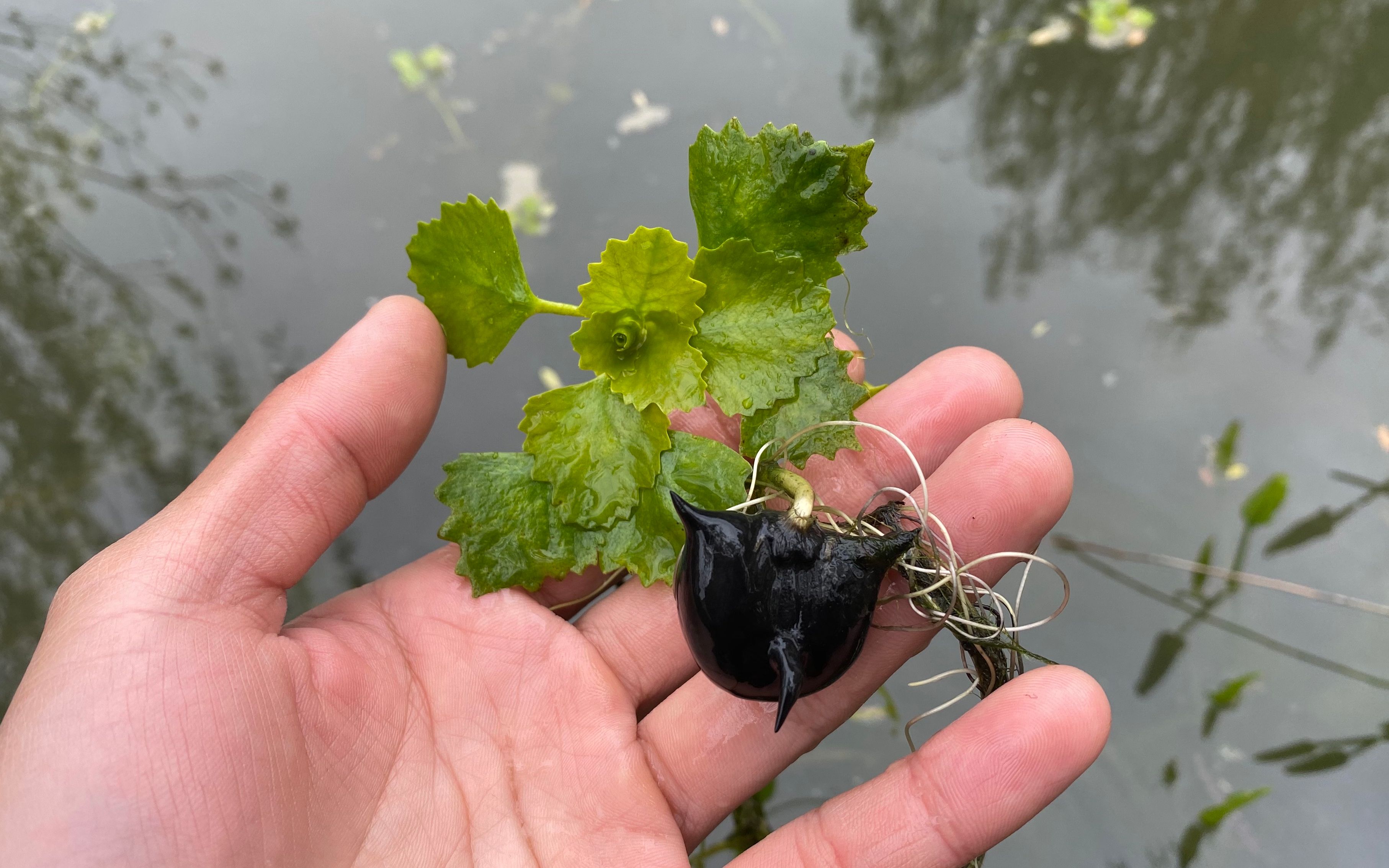 菱角是怎么长出来的?春天就是菱角发芽的季节,种下夏天就能收获