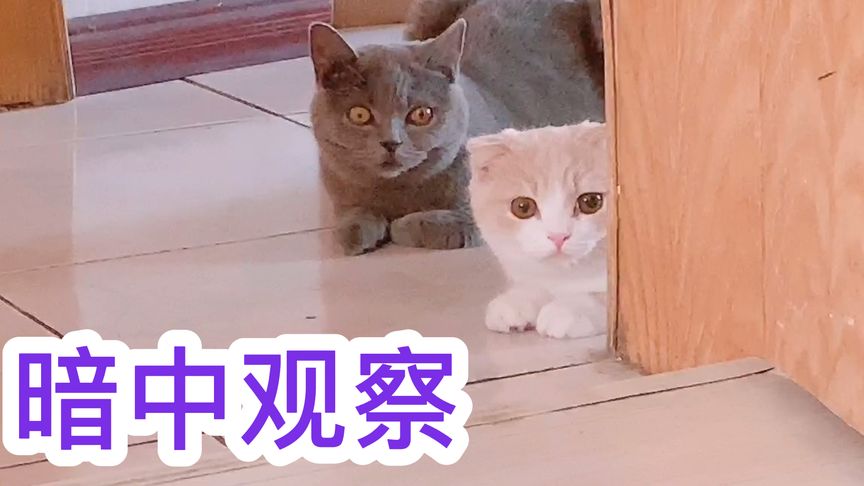 拉布拉多入侵!原住民猫咪的小心机!猫跟狗一起养会打架吗?